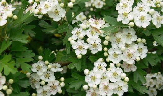 Aubépine : bienfaits et utilisations - Stress et cœur