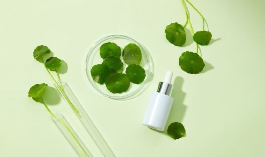 Centella asiatica : utilisations – Cicatrisation, circulation et mémoire