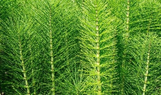 Prêle : propriétés et utilisations – Arthrose et cheveux.