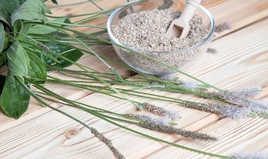 Psyllium : propriétés et bienfaits – Transit et métabolisme.