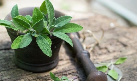 Sauge officinale : bienfaits - Digestion et bouffées de chaleur