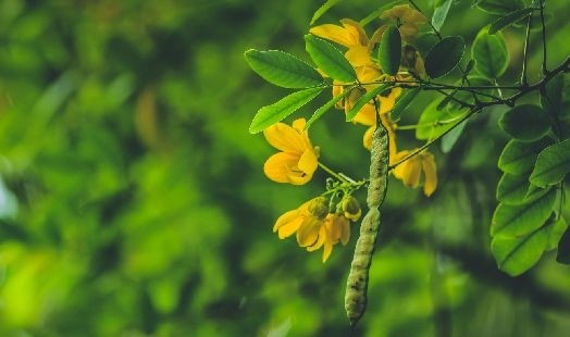 Séné : propriétés et utilisations – Constipation, transit ralenti
