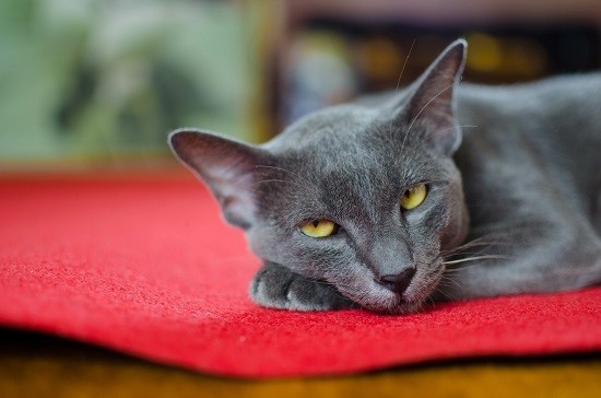 Leucose du chat : symptômes, prévention et traitement - Santé animale