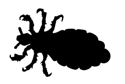 Morpions : comment s'en débarrasser pour de bon ? - Conseils santé